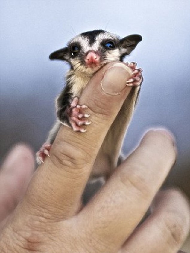 Aşırı Derecede Sevimli Olan 25 Minik Hayvan