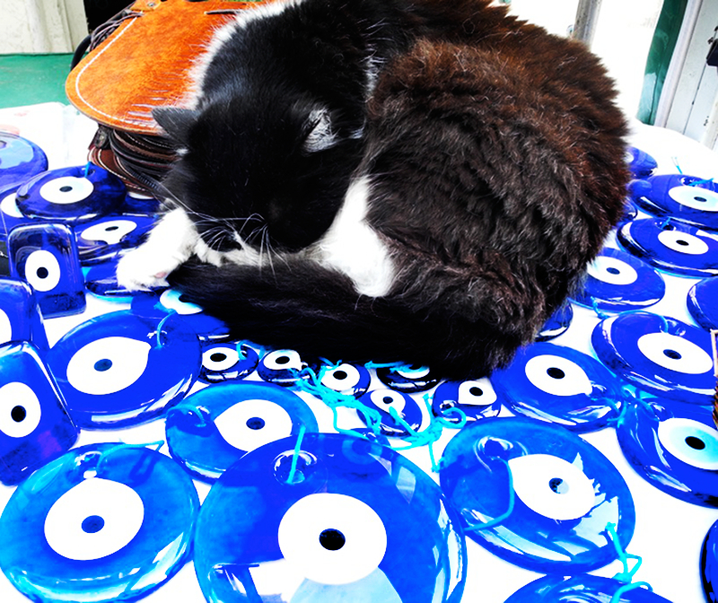 Dünyanın En Güzel Kedileri Bu Şehirde Yaşıyor Dedirtecek 20 İstanbul ...