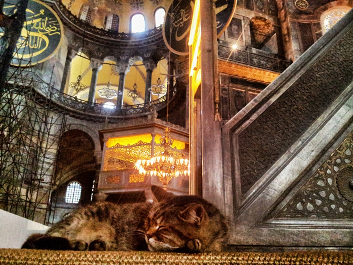Dünyanın En Güzel Kedileri Bu Şehirde Yaşıyor Dedirtecek 20 İstanbul ...
