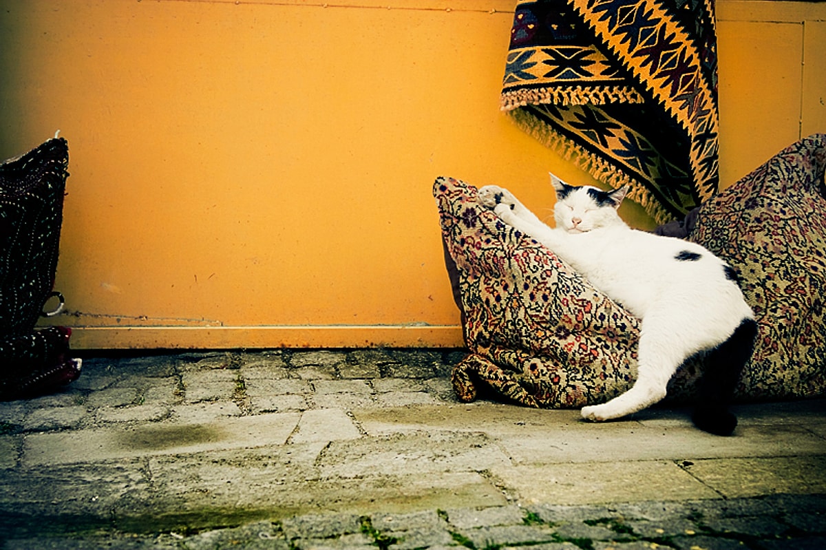 Dünyanın En Güzel Kedileri Bu Şehirde Yaşıyor Dedirtecek 20 İstanbul ...