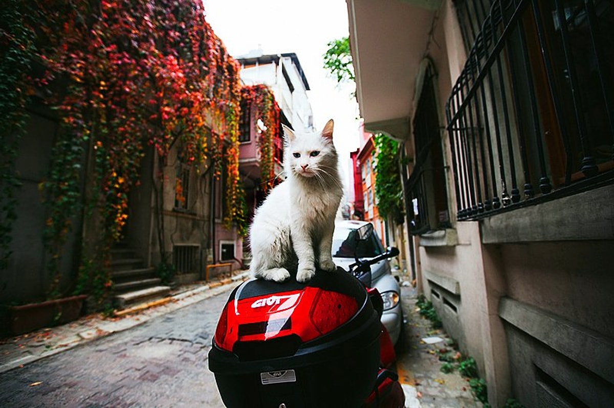 Dünyanın En Güzel Kedileri Bu Şehirde Yaşıyor Dedirtecek 20 İstanbul ...