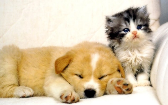 Kedi Yavrusunun Dünyanın En Şirin Hayvanı Olduğunun 25 Kanıtı Kedi Yavrusunun Dünyanın En Şirin Hayvanı Olduğunun 25 Kanıtı