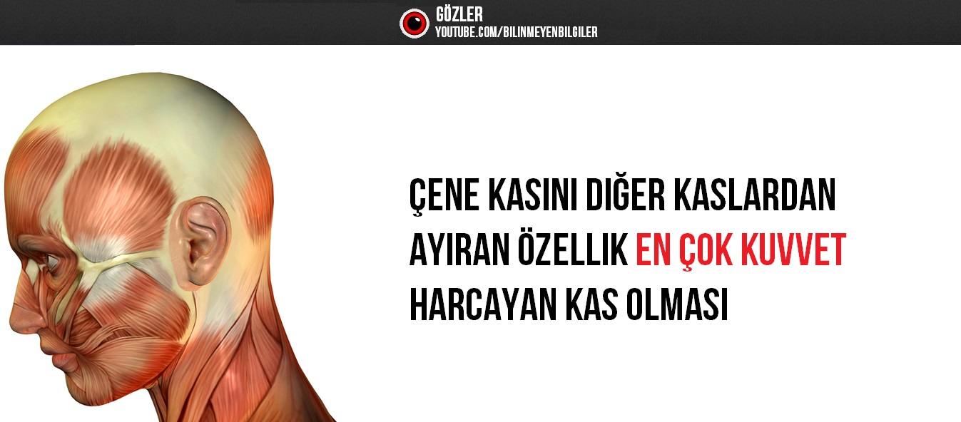 Kaslar Hakkında 10 Bilinmeyen Bilgi - onedio.com