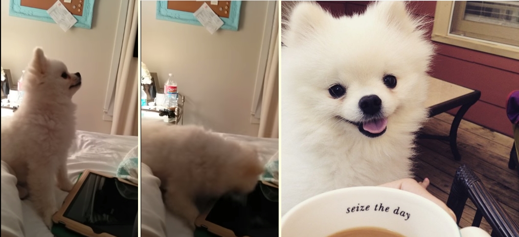 Dünyanın En Tatlı Hapşırığına Sahip Köpek - Onedio