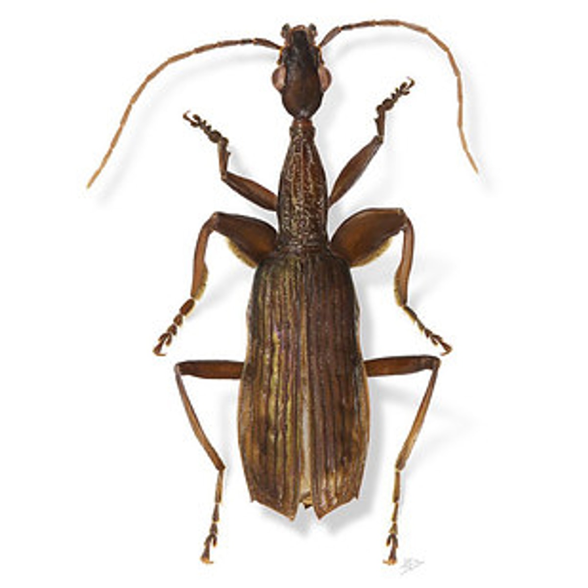 Dünyaca Ünlü Kişilerin İsimlerinden Esinlenerek Adlandırılmış 24 Tuhaf ...