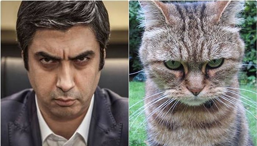 Ünlülere Benzemekle Kalmayıp Hık Demiş Burunlarından Düşmüş 13 Kedi ...