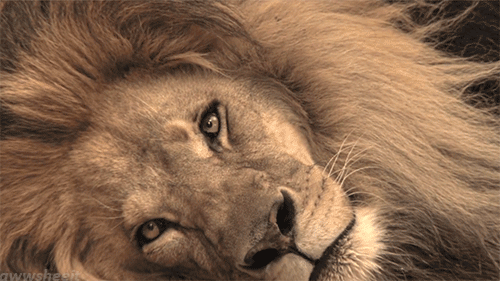 Dünya Aslan Günü Kutlu Olsun: Hayatınızdaki Aslanlarla İlgili Bilmeniz ...