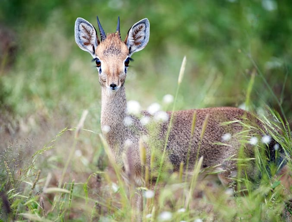 Hayvanlar Alemine Dair Ufkunuzu Genişletirken Bir O Kadar da Şaşırtacak ...