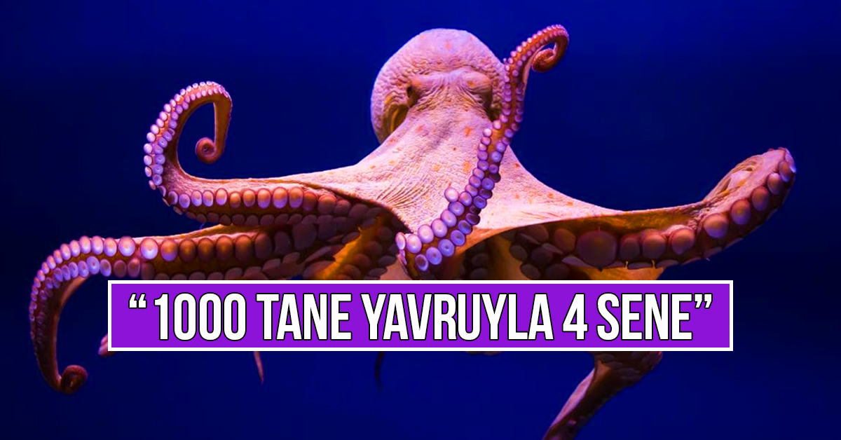 Anne Ahtapotların 'Bu Kadarını da Beklemiyorduk' Dedirtecek Yavruları ...