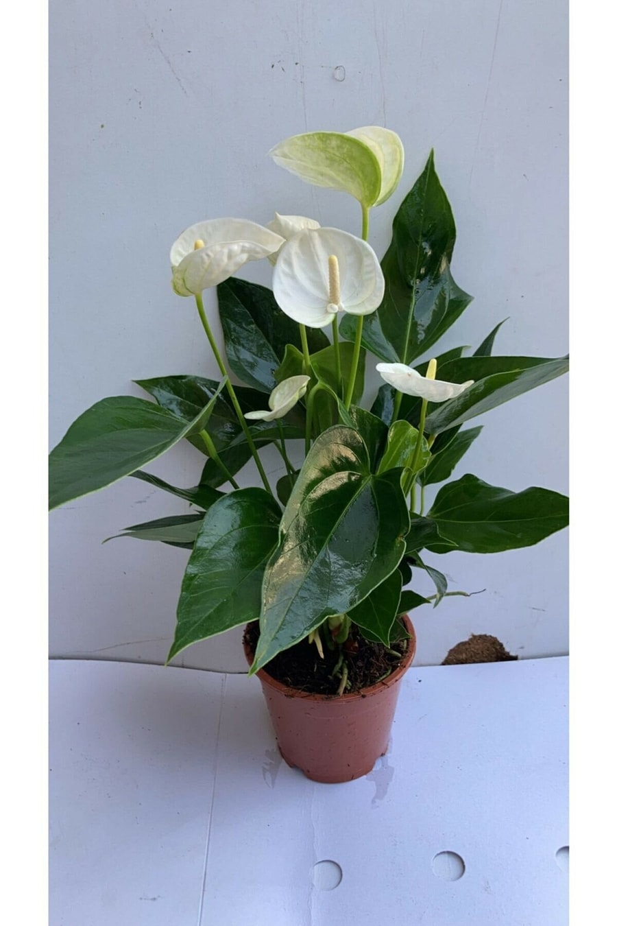 Bulundukları Her Ortama Canlılık Katan ve Edinmeniz Gereken 20 Bitki ...