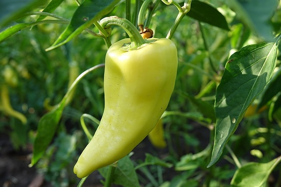 Hem Taze Hem Doğal: Kendi Sebze Meyvenizi Evde Yetiştirmenin Püf ...