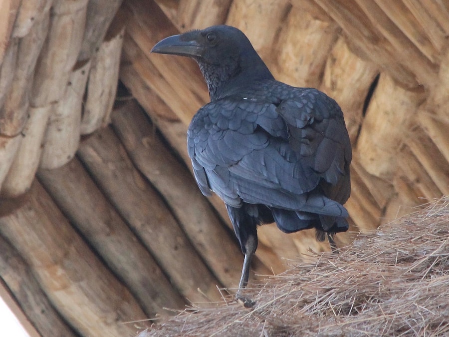 Türkiye'de Yaşayan 11 Farklı Karga Türü - Onedio