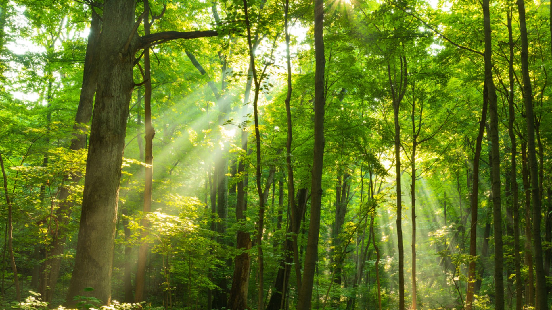 Orman Haftası (Ağaç Bayramı) Ne Zaman? Orman Haftası Nedir, Neden ...