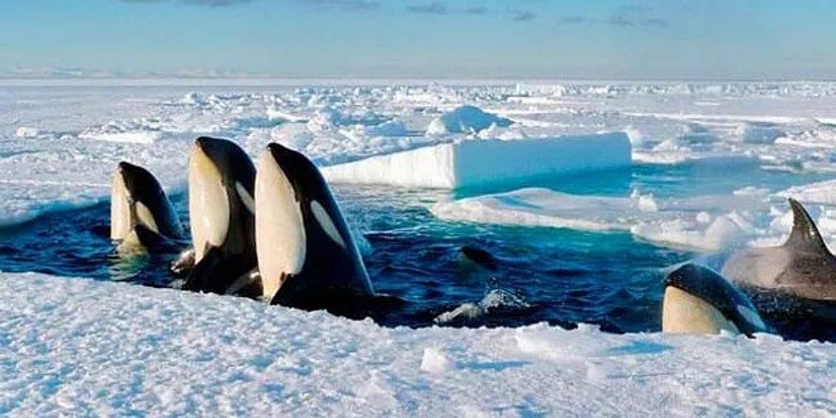 19 Must-Watch BBC Documentaries That Will Make You Smarter - Onedio