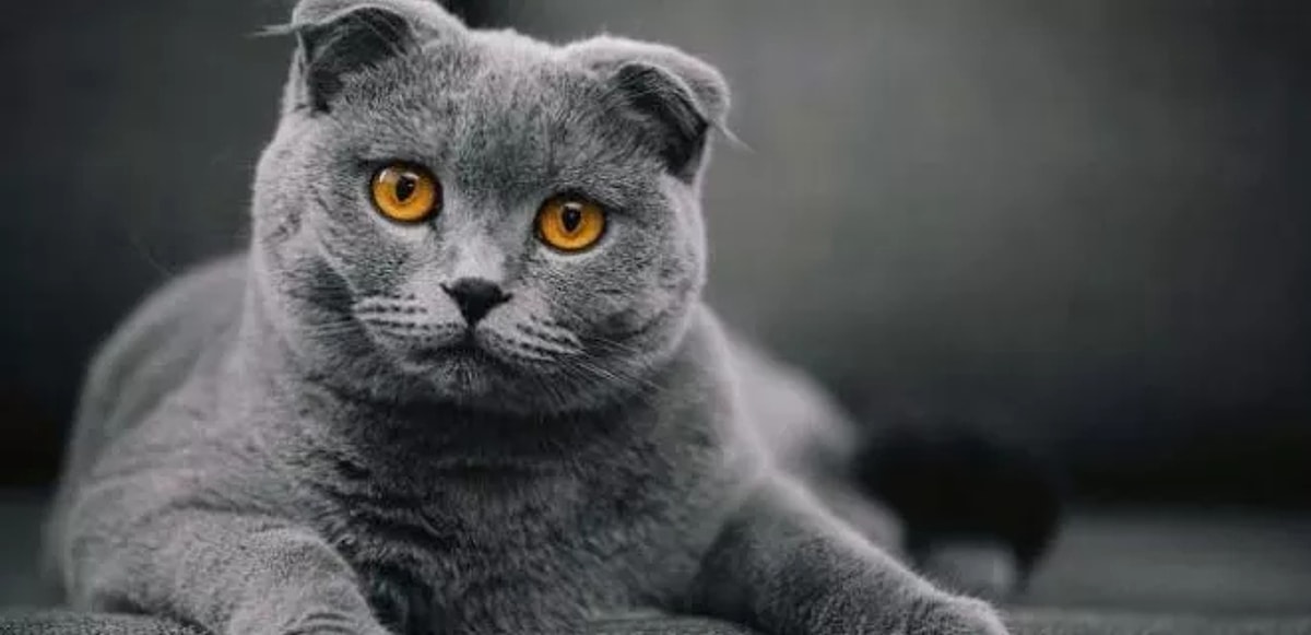 Neden Scottish Fold Kedi Almamalıyız? - Onedio
