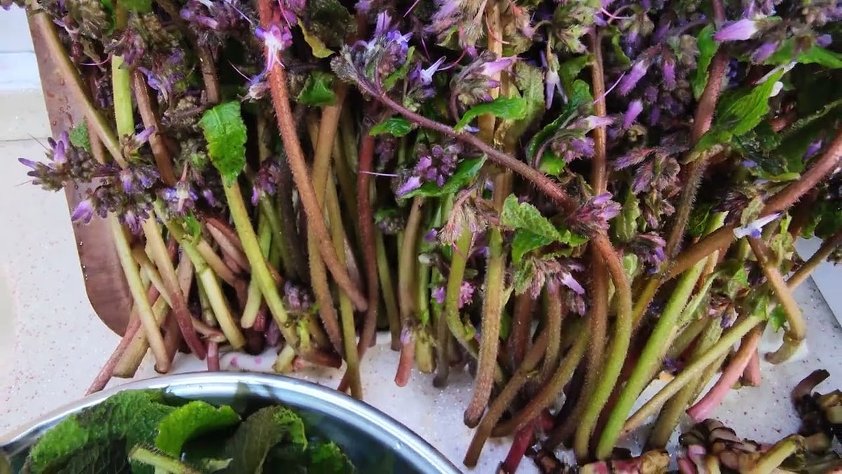 Asıl Adı Hodan Olan Baharın Müjdecisi Kaldirik Otunun Mucizevi ...