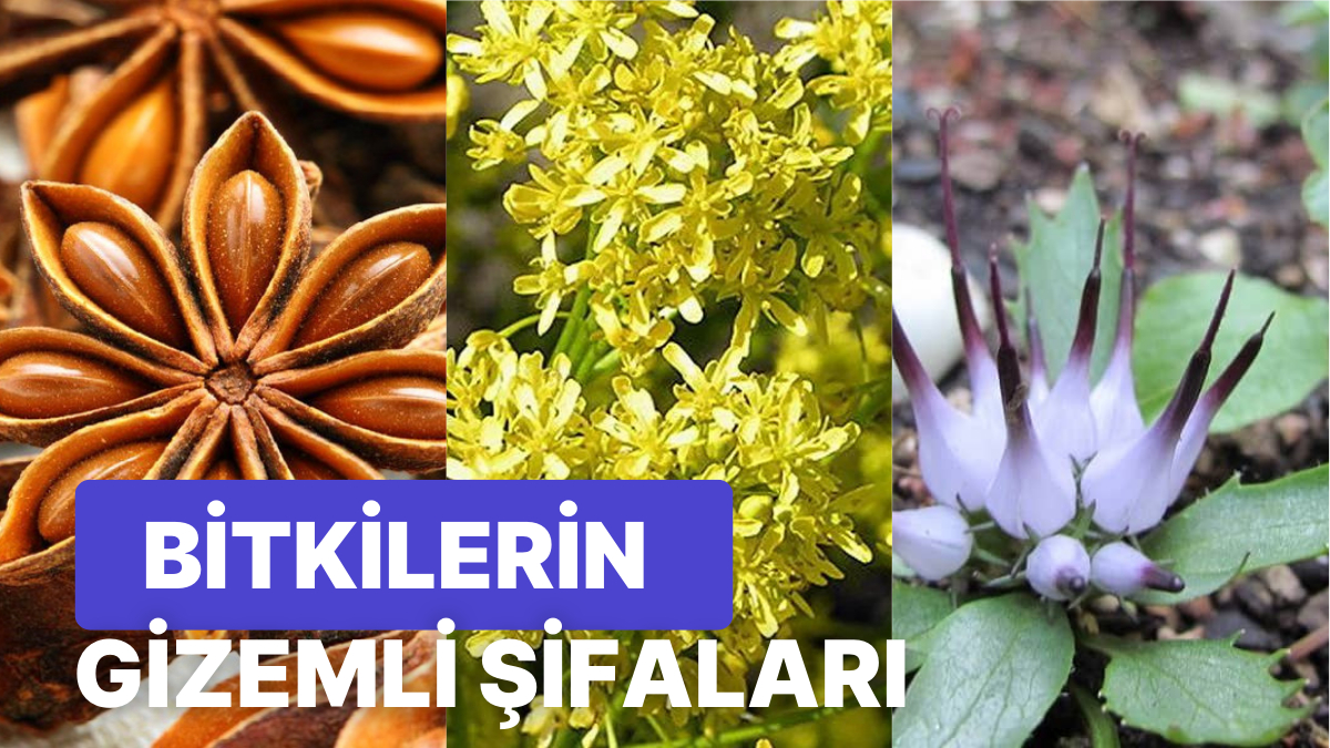 Evinizin Kıyısında Köşesinde Unutulsa da Etkilerini Öğrenince Gözünüzün Önünden Ayırmayacağınız ...