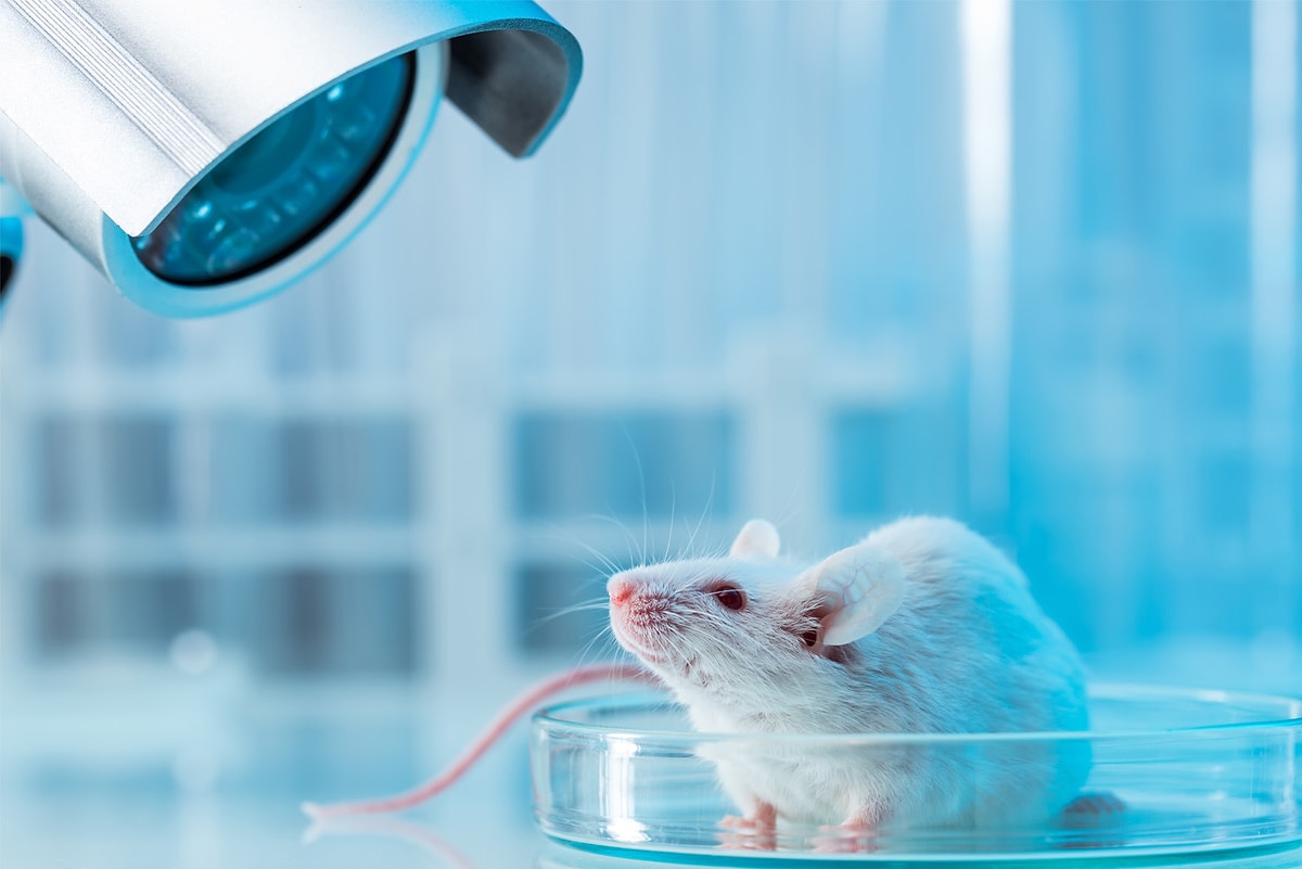 Human Neurons Successfully Transplanted Into Rat Brains, A Major ...