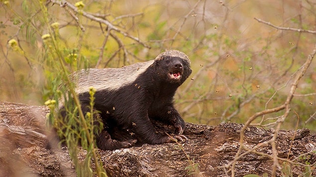 Hayvanlar Aleminin En Korkusuz Hayvanı Olan Bal Porsuğu Hakkında ...