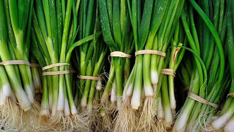 Kırmızı ve Yeşil Soğan Arasında Bilmeniz Gereken Farklar - Onedio