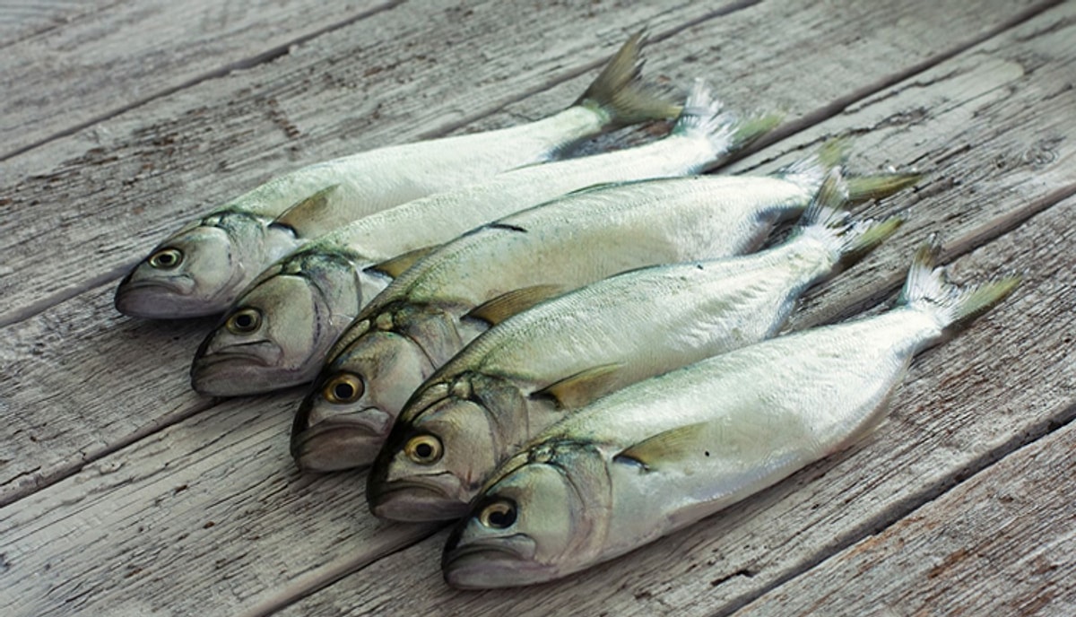 Lüfer Nedir ve Türleri Nelerdir? - Onedio