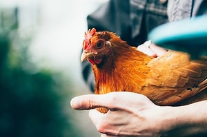 Tavuklar Hakkında Birbirinden Şaşırtıcı Bilgiler - Onedio
