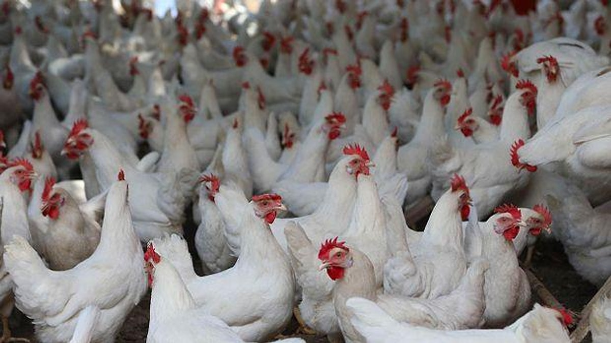 Tavuklar Hakkında Birbirinden Şaşırtıcı Bilgiler - Onedio