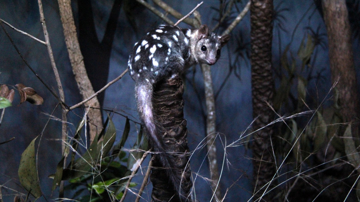 Seksi Uykuya Tercih Eden Keseli Kedilerin Soyu Tükenme Tehlikesiyle ...