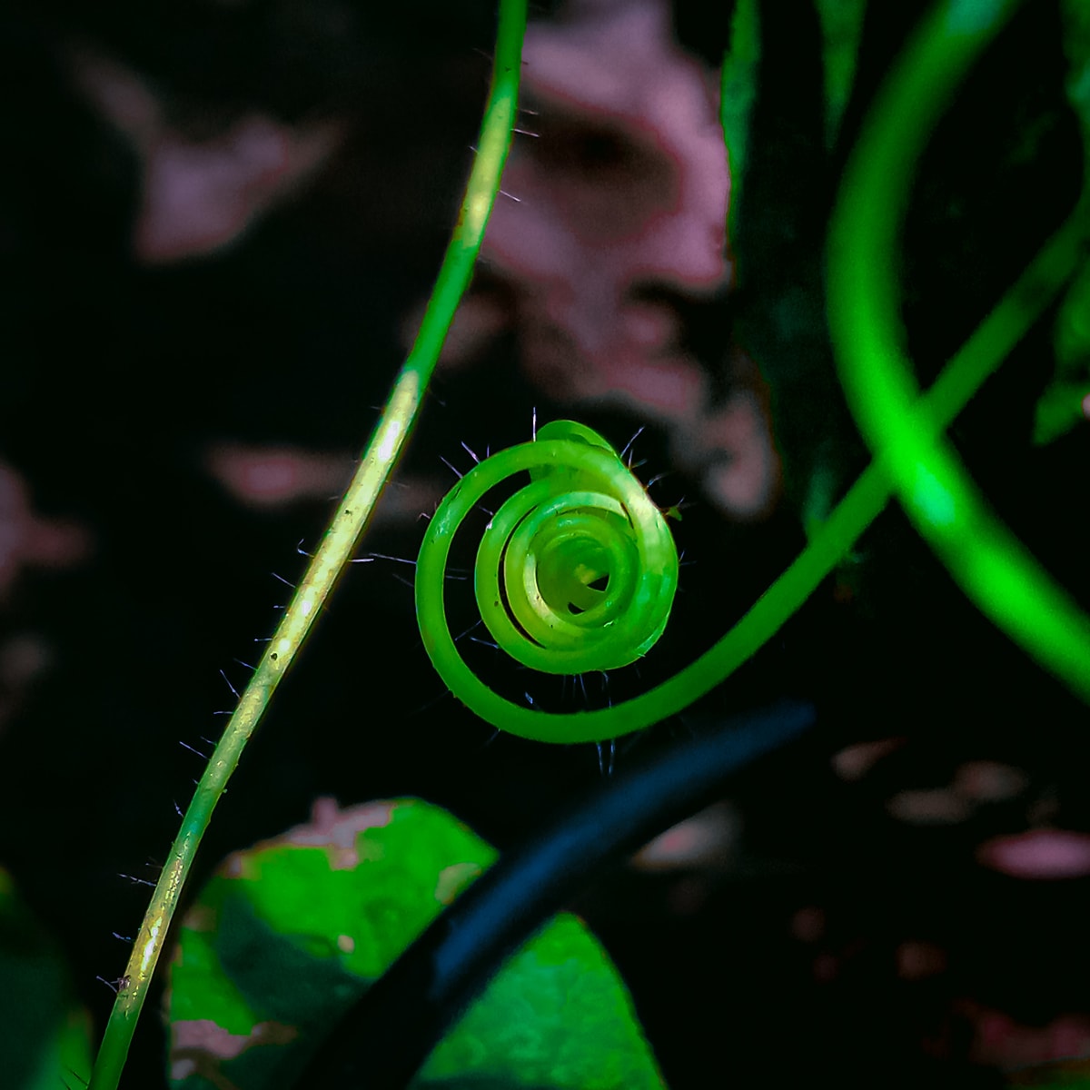 Fibonacci Dizisi Neden Doğada Sıkça Görülür? - Onedio