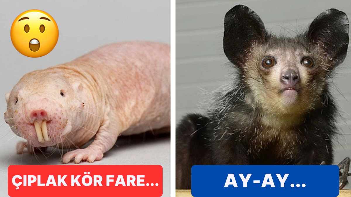 Muhtemelen Daha Önce Varlığından Dahi Haberinizin Olmadığı 15 İlginç ...