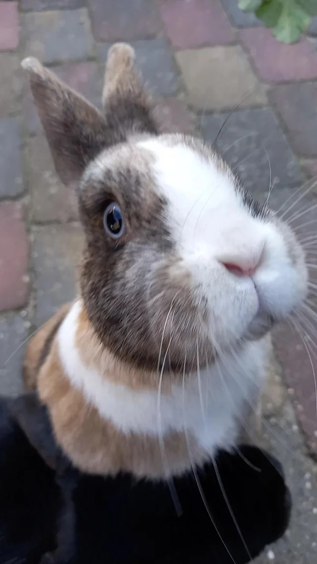 Tavşanlar Hakkında Muhtemelen Bilmediğiniz 15 Şey - Onedio