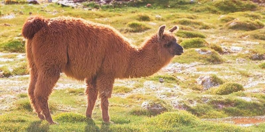 Lama Türleri: Develerin Yakın Bir Akrabası Olan ve Tükürmeleriyle ...