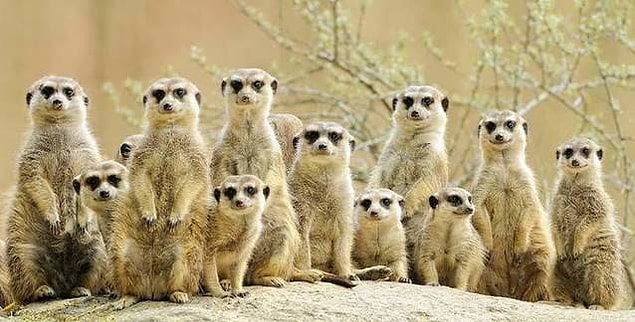 Mirketlerin Özellikleri: Afrika'nın Sosyalliği İle Ünlü Memelisi Mirket ...