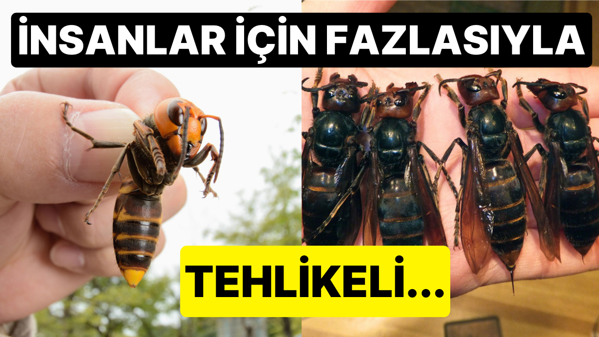 Dev Japon Arısı - Onedio