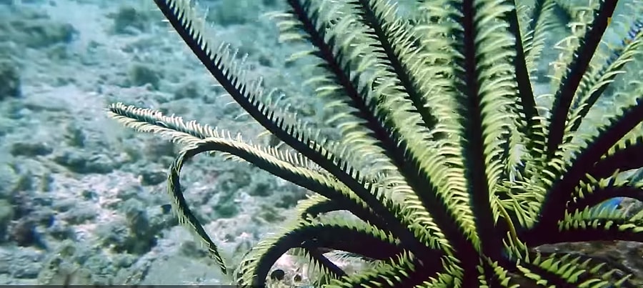 Yeni Bir Canlı Türü Ortaya Çıktı - Onedio