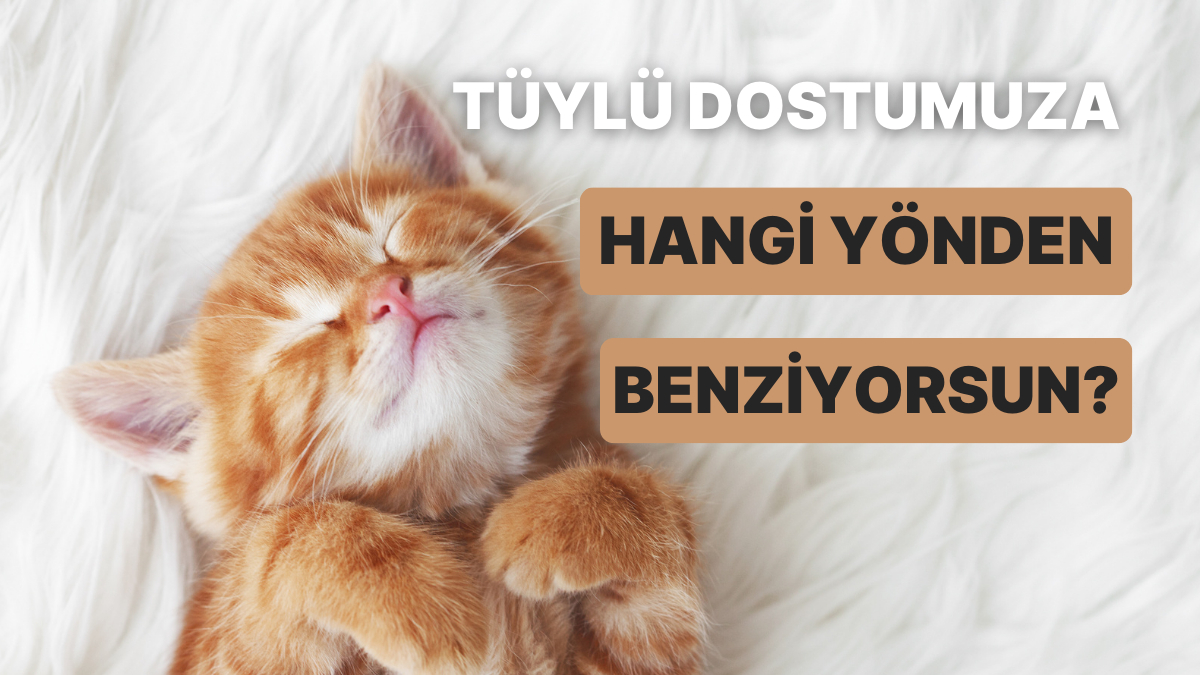 Senin En Kedi Özelliğin Ne? - Onedio