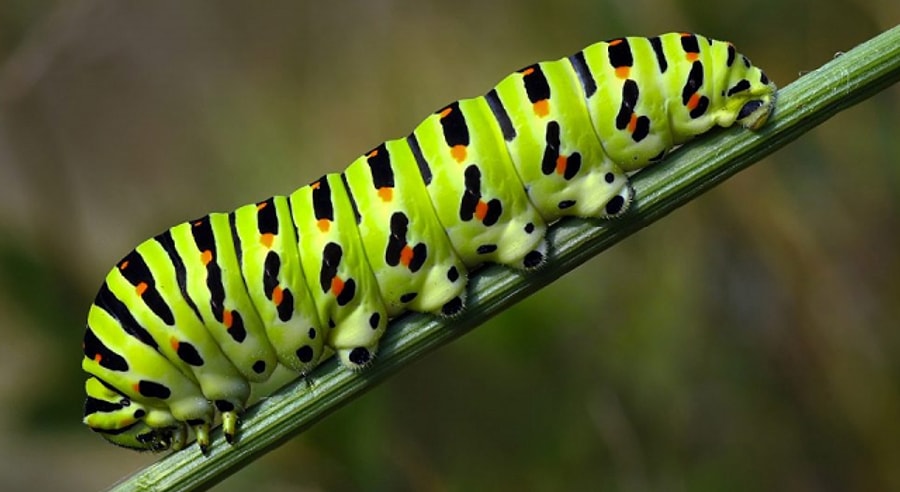 Senin Yemek Ruhunu Yansıtan Hayvan Hangisi? - Onedio