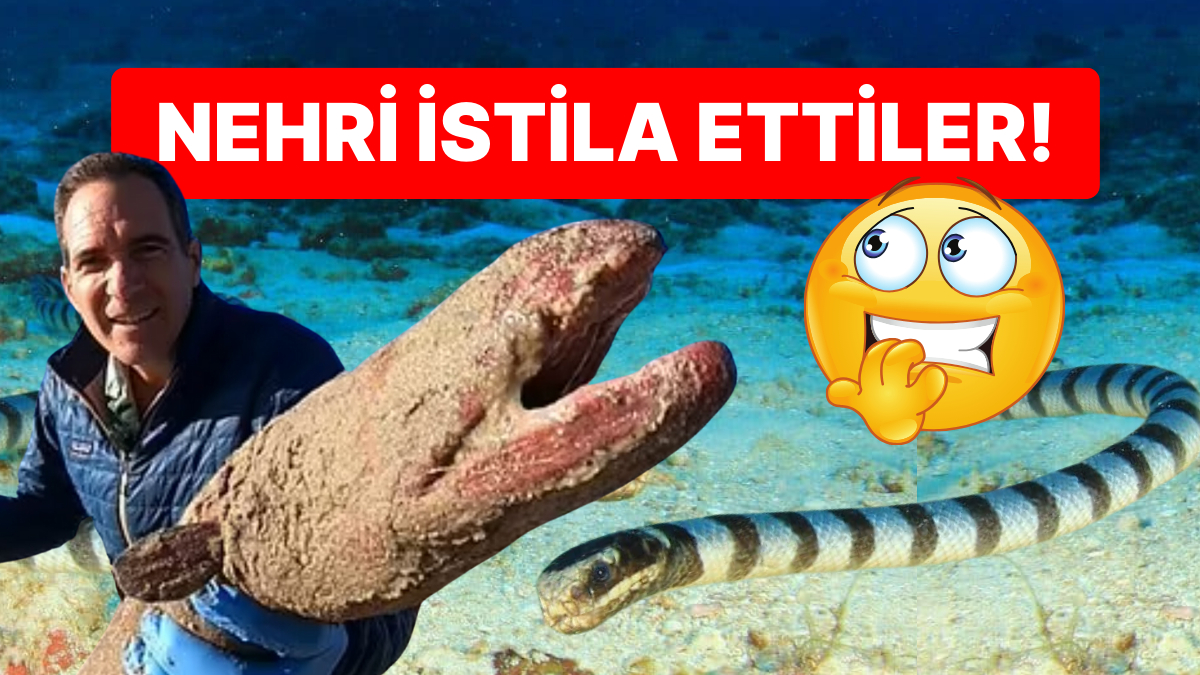 İnsan Büyüklüğündeki Dev Deniz Canavarı Bölge Halkını Adeta Dumur Etti ...