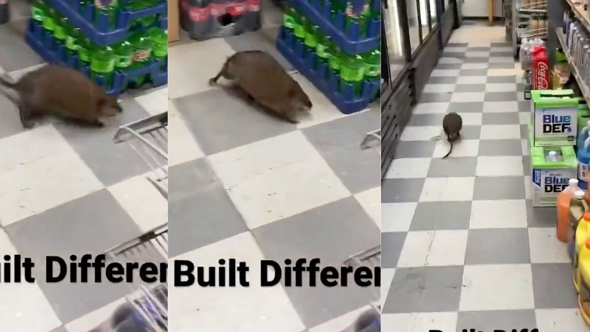 New York'ta Markete Giren Dev Farenin Görüntüsü Gündem Oldu: 'Usta ...