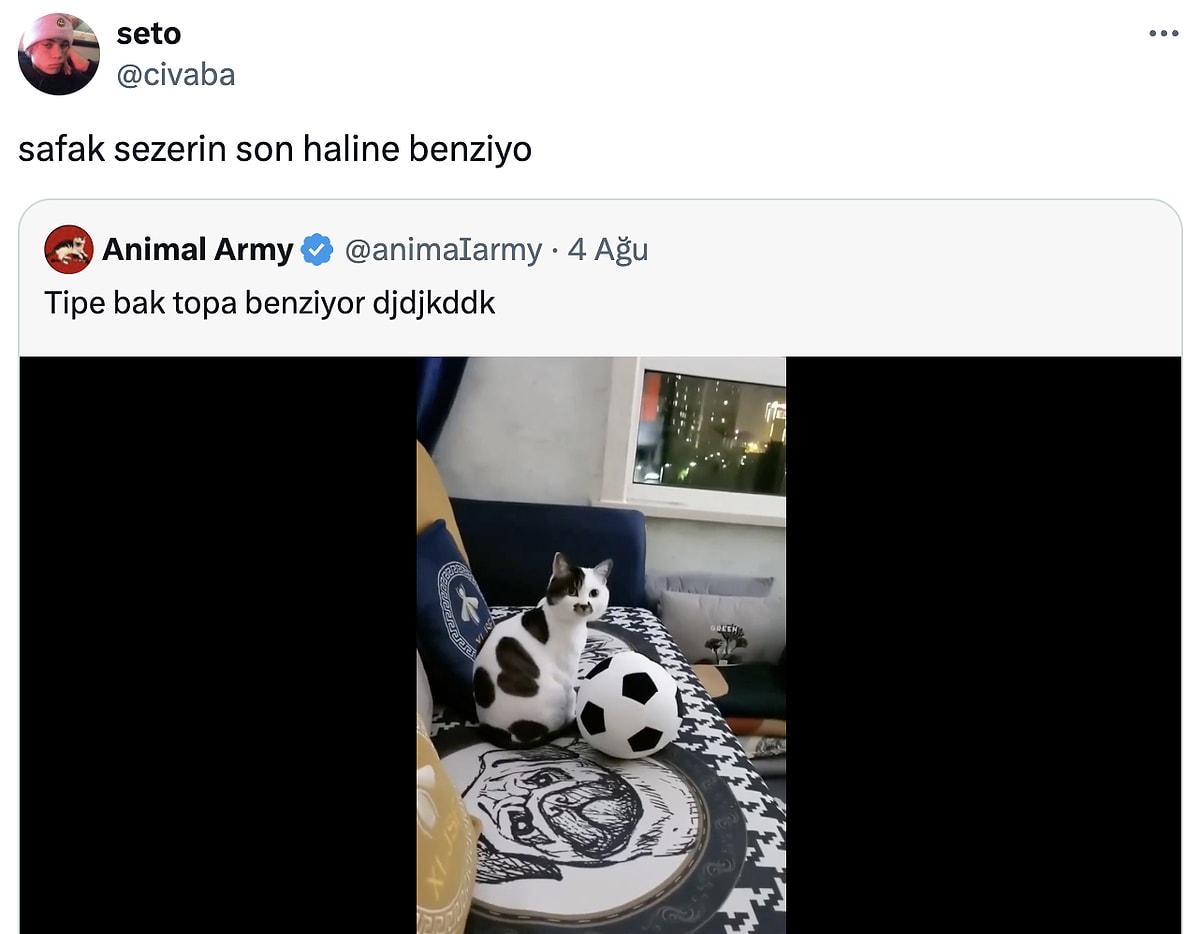 Kaptan Eda'nın Bakışından Şafak Sezer'e Benzeyen Kediye Son 24 Saatin ...