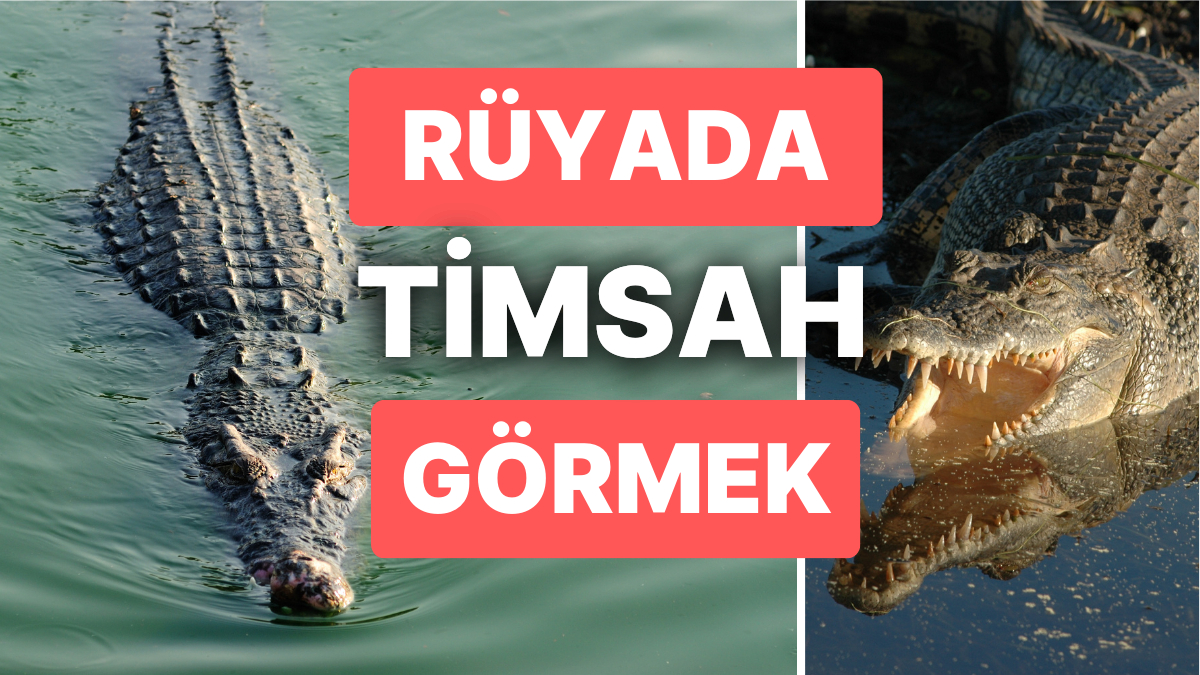 Rüyada Timsah Görmek Ne Demek? - Onedio