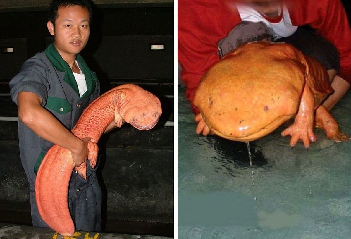 Devasa Büyüklükleriyle Hayatınıza Yeni Fobiler Katacak Canlılarla ...