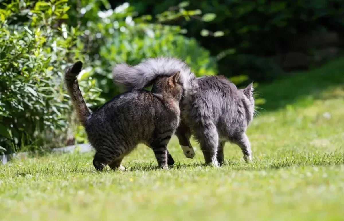 Kediler Neden Popo Koklar? - Onedio