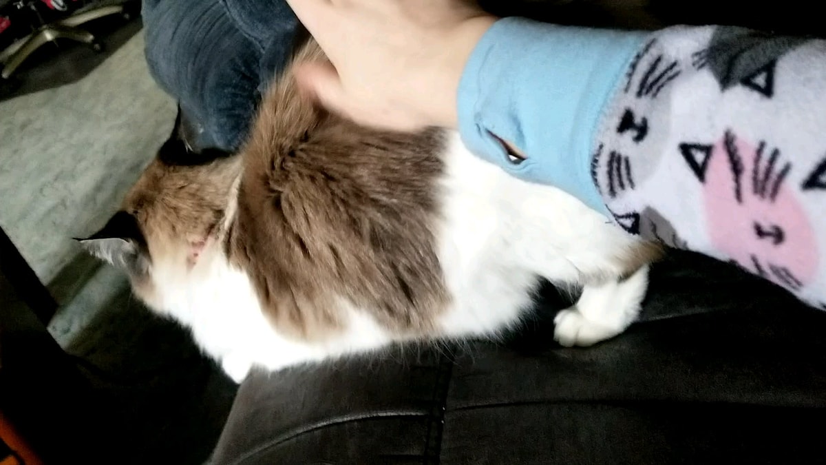 Kediler Neden Popolarına Vurulmasını Sever? - Onedio