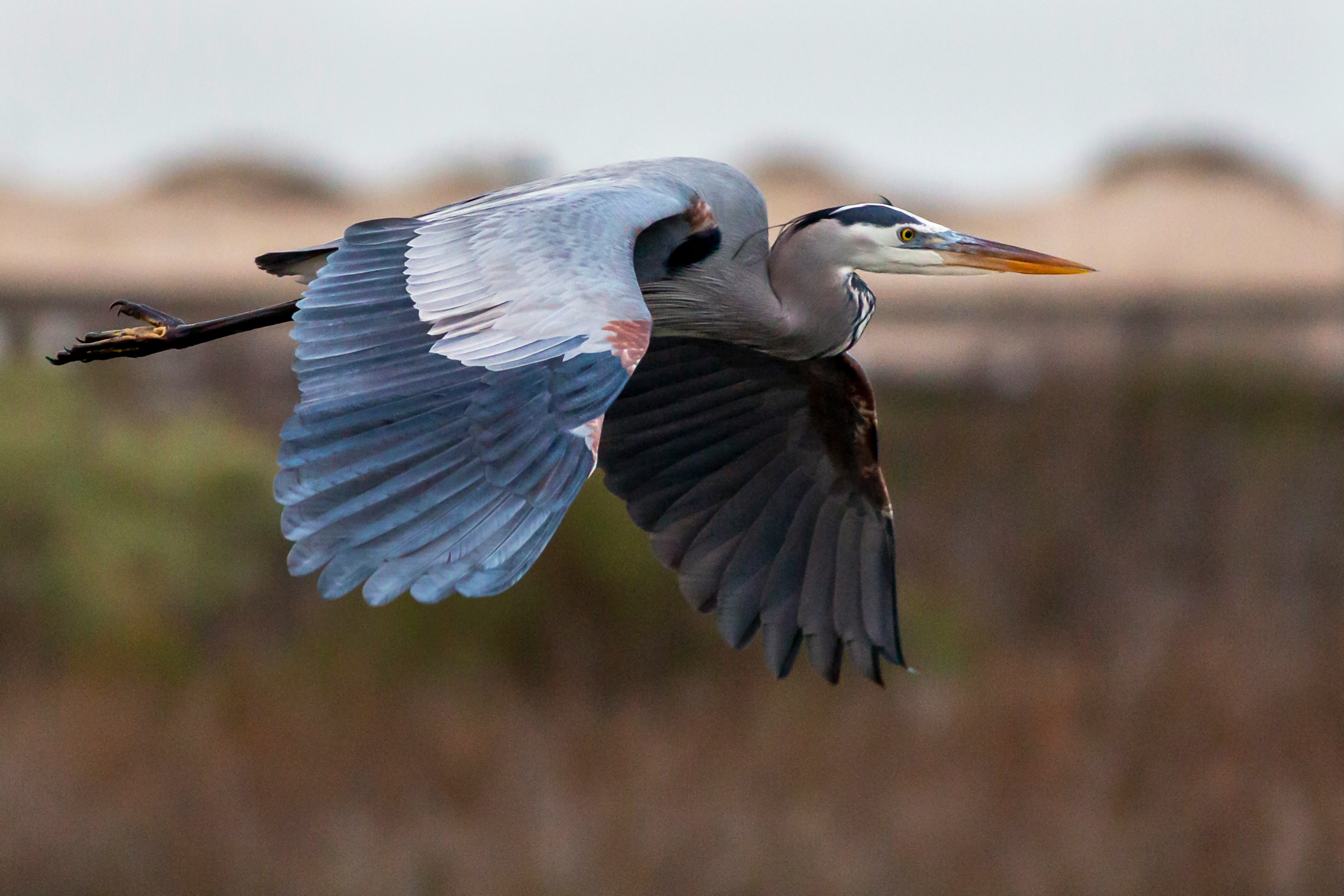 Birdwatching in Türkiye - Onedio