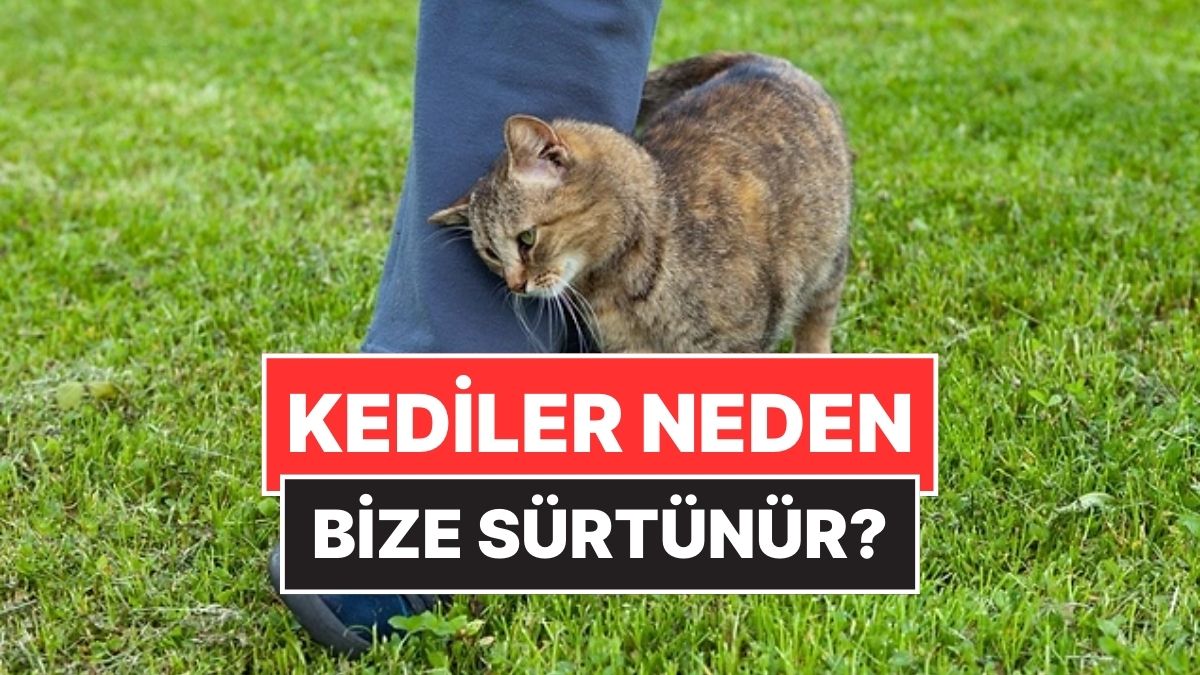 Kediler Neden Bize Sürtünür? - Onedio
