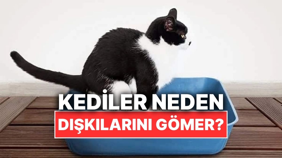 Kediler Neden Dışkılarının Üstünü Örter? - Onedio