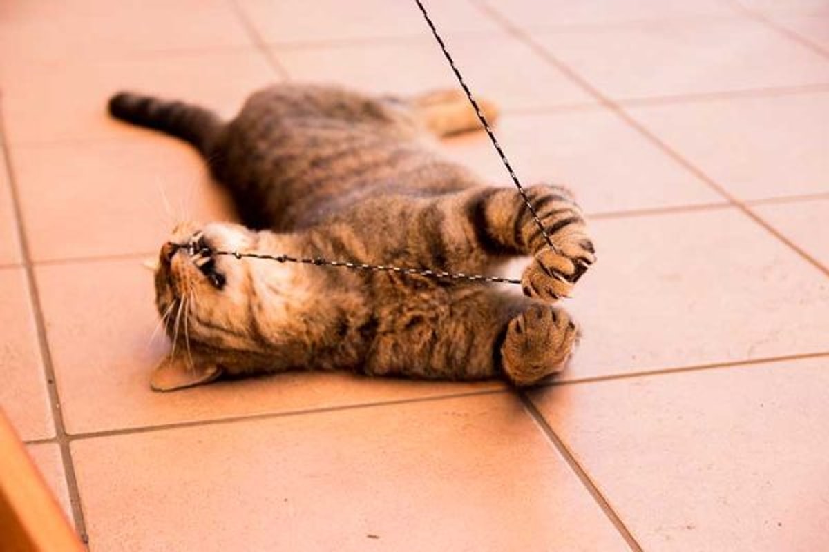 Why Do Cats Love String So Much? - Onedio