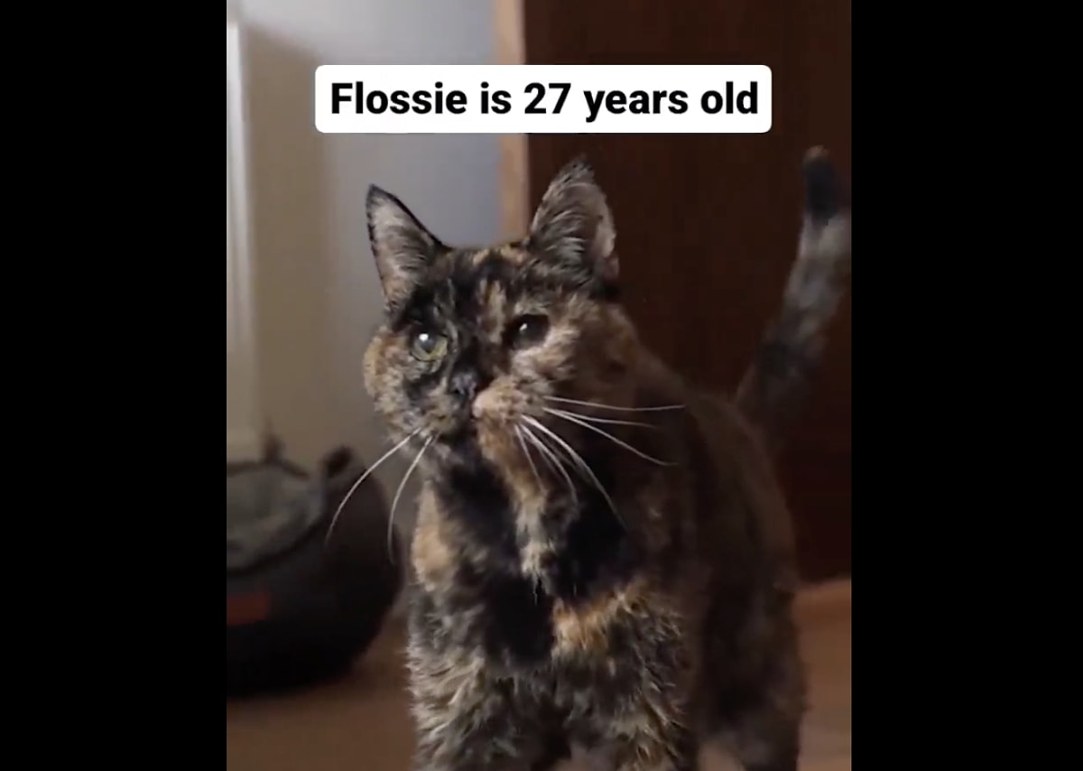Introducing Flossie, the World's Oldest Living Cat - Onedio