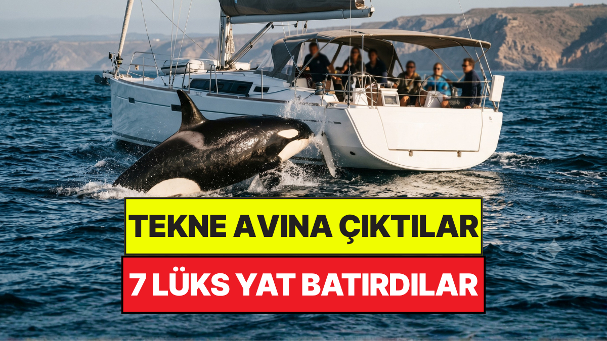Katil Balinalar Tekne Avına Çıktı: 7 Tane Yat Batırdılar - Onedio